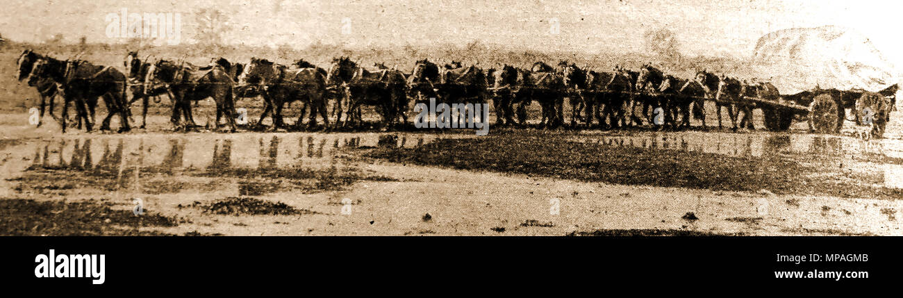 A team of 25 horses dragging a wagon across the outback of New South ...