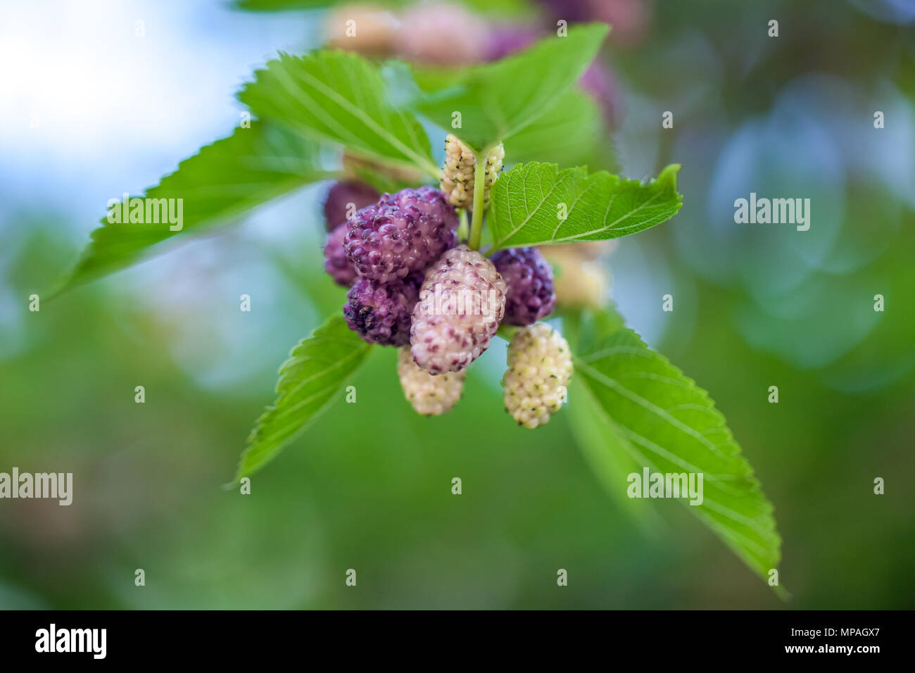 Mulberry yard hi-res stock photography and images - Alamy