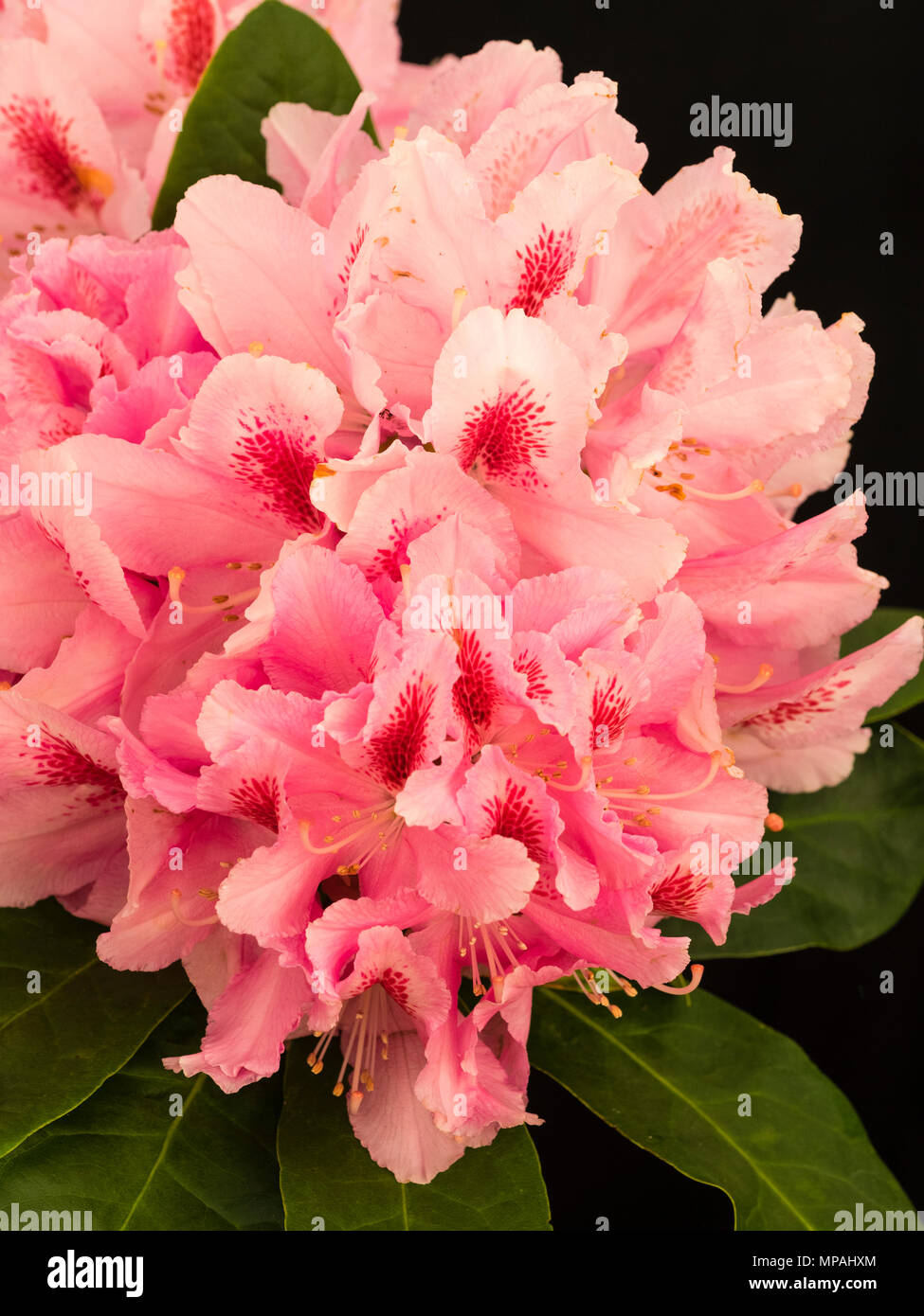 Clustered pink flowers in the truss of the hardy hybrid Rhododendron ...