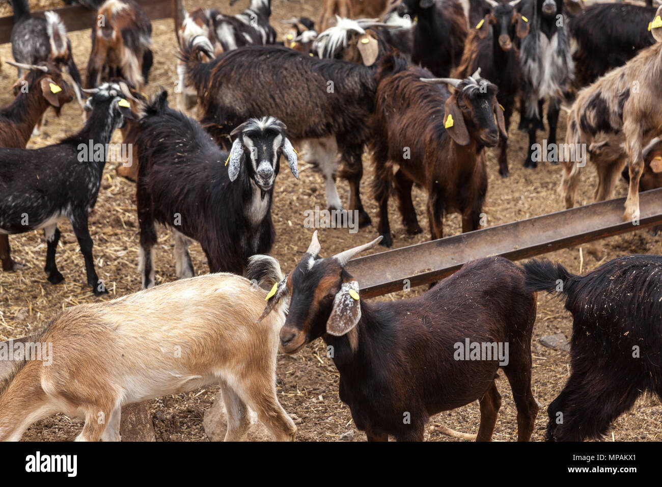 goat and sheep herd in north tenerife island, Canary Islands, Spain ...