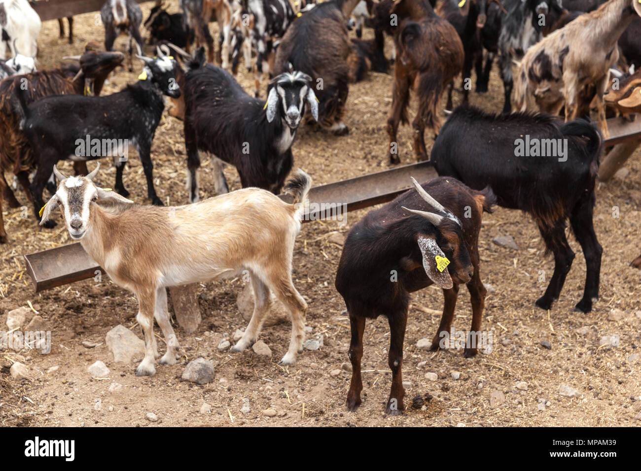 goat and sheep herd in north tenerife island, Canary Islands, Spain ...