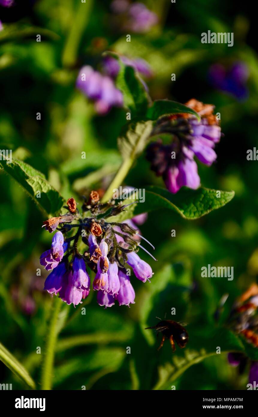 Comfrey fertilizer garden hi-res stock photography and images - Alamy