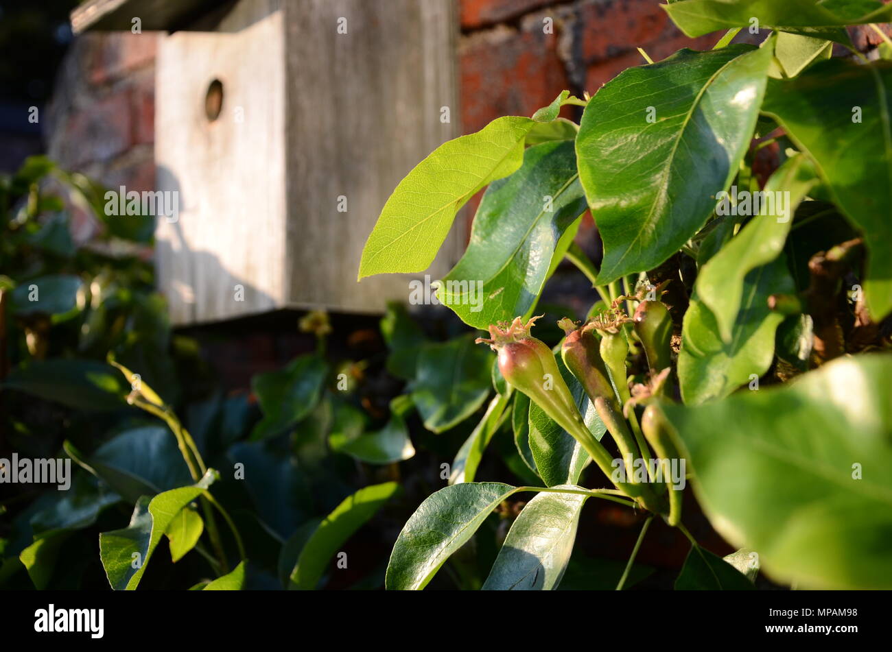 Young espalier pears forming on brick wall with bird nest box in ...