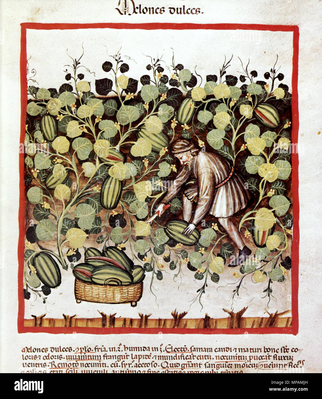 Tacuinum sanitatis codex vindobonensis hi-res stock photography and ...