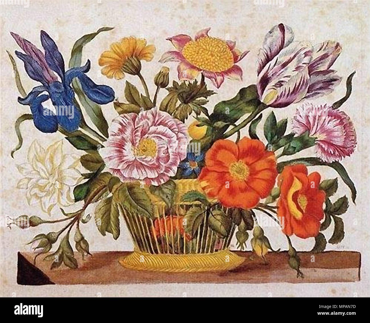 Maria sibylla merian hi-res stock photography and images - Alamy