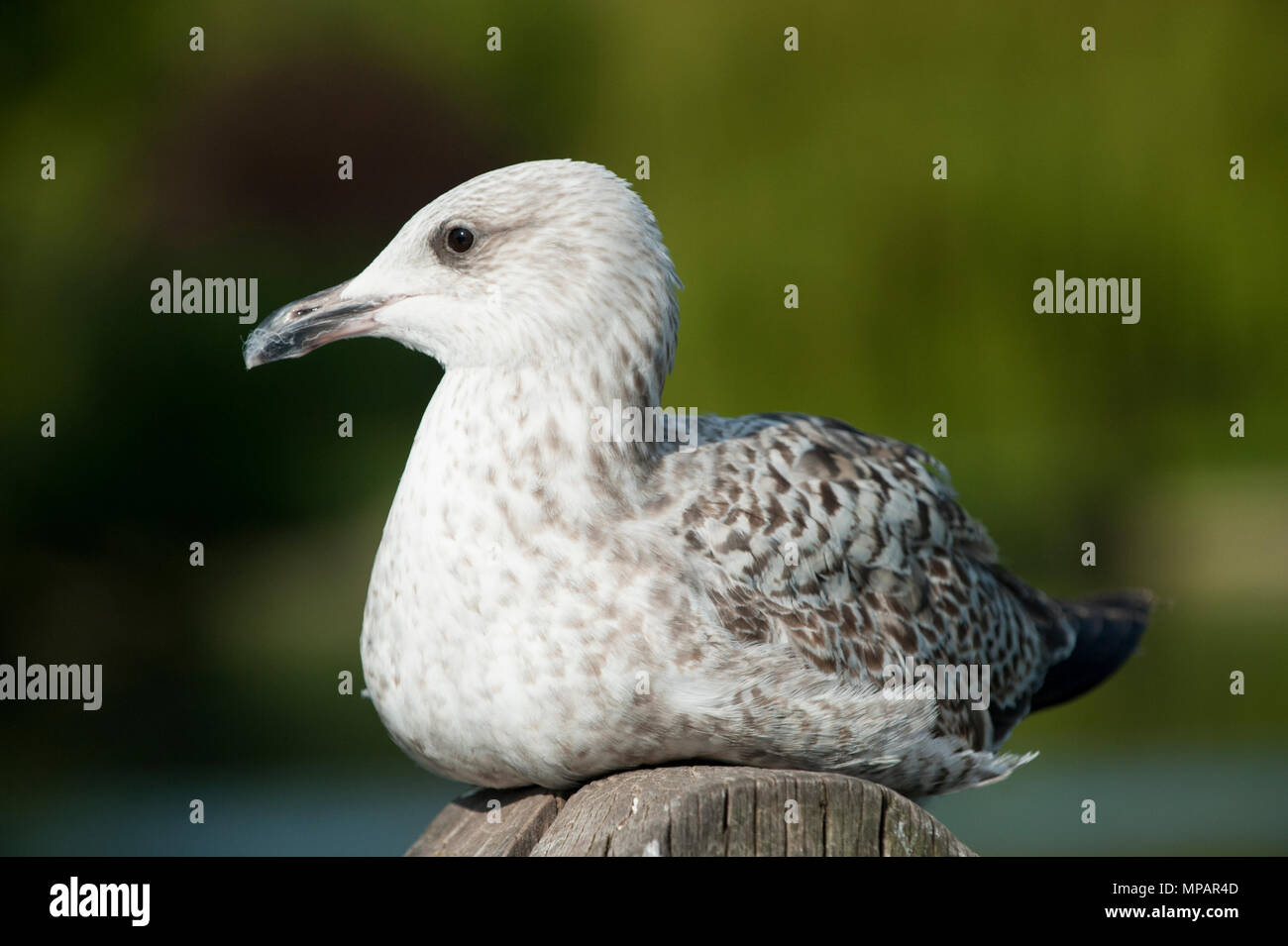 first winter European Herring gull, (Larus argentatus), resting in ...