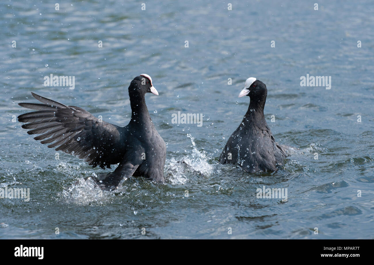 two male Eurasian Coot, also known as Common Coot or Coot, (Fulica atra ...