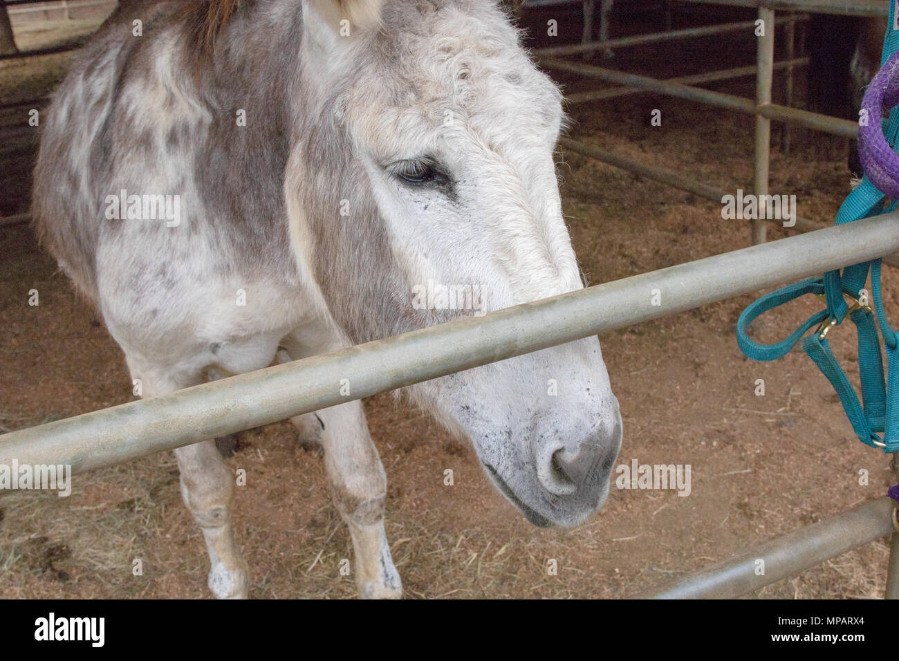 Domesticated Donkey - Equus africanus asinus Stock Photo - Alamy