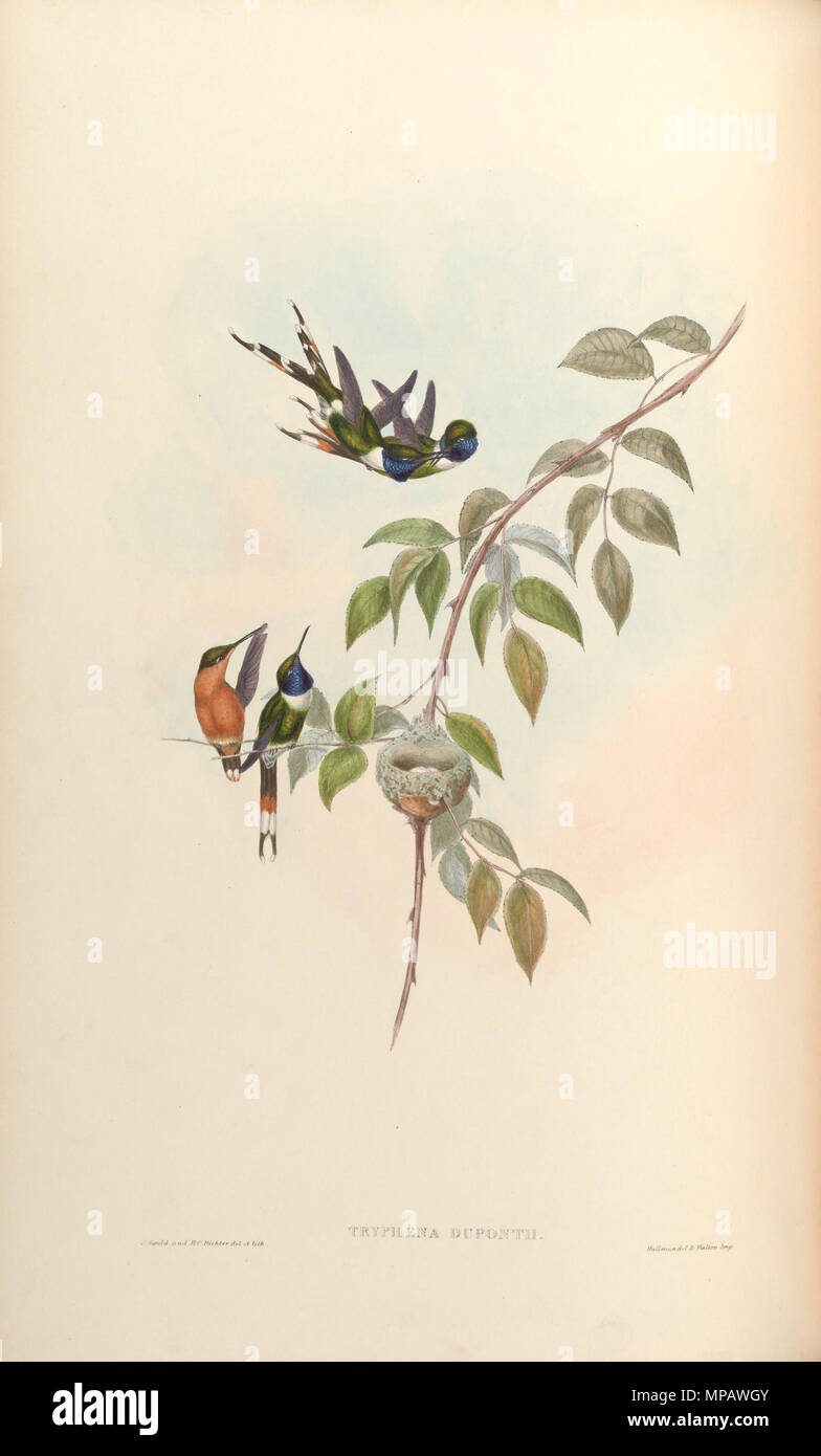 Tryphaena hi-res stock photography and images - Alamy