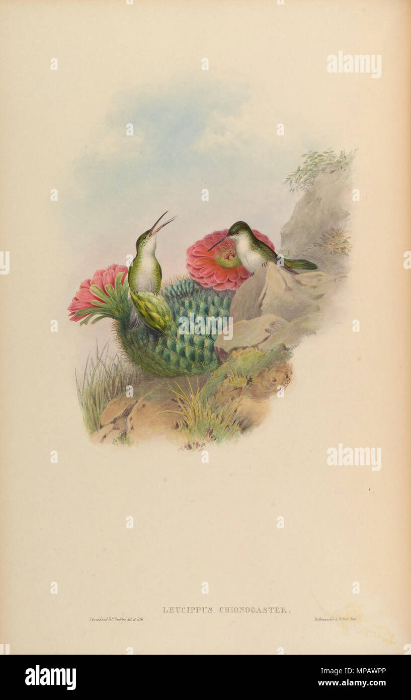 Leucippus hi-res stock photography and images - Alamy
