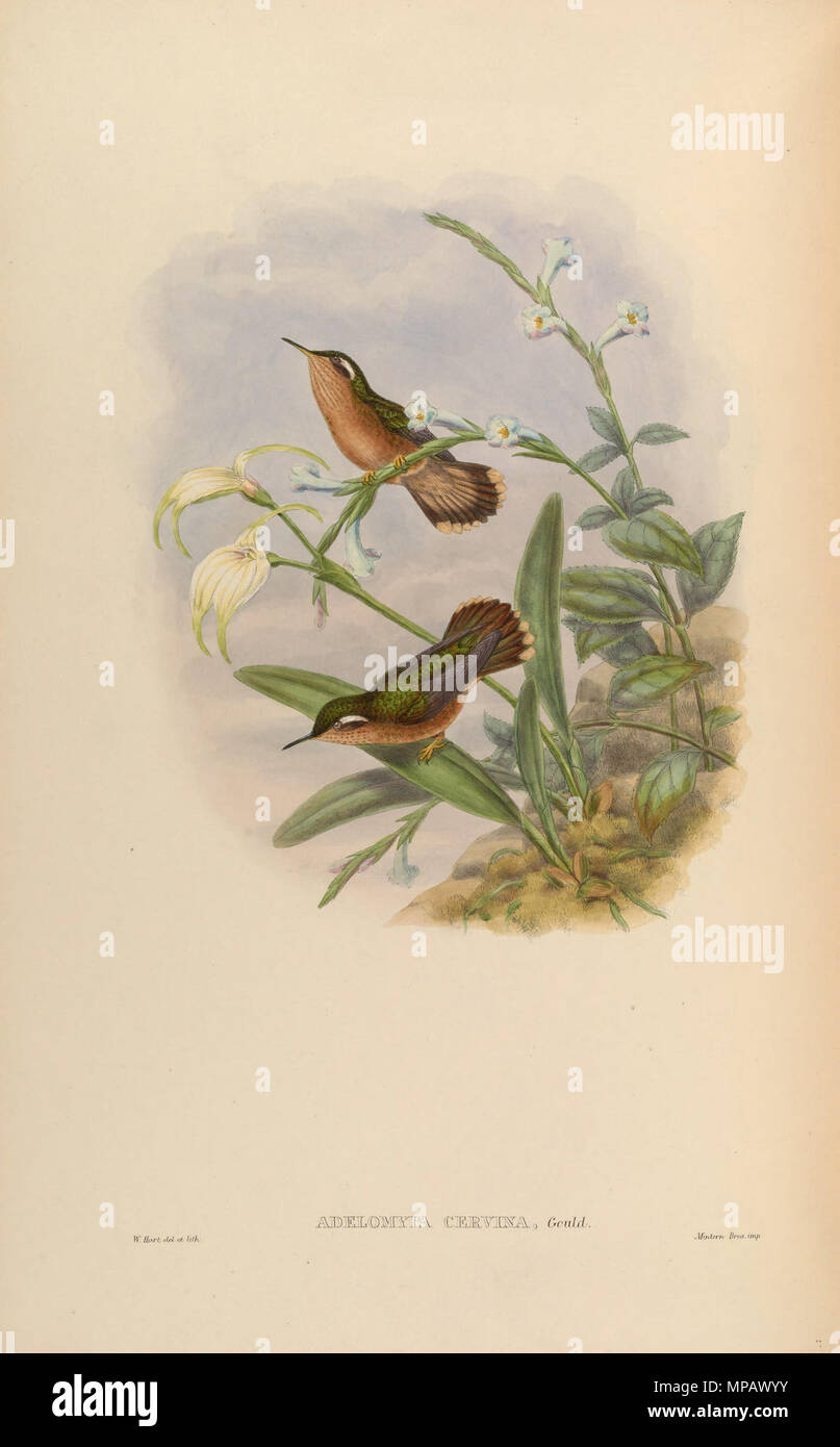 Cervina hi-res stock photography and images - Alamy