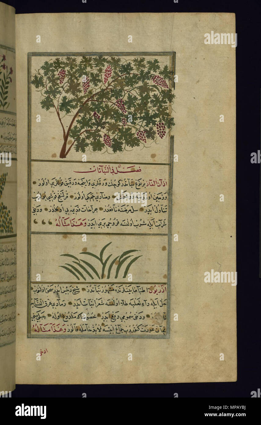 W.659.222b 910 Muhammad ibn Muhammad Shakir Ruzmah-'i Nathani - A Grape ...