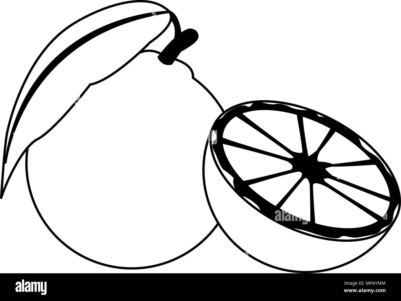 Orange citric fruit in Stock Vector Images - Alamy