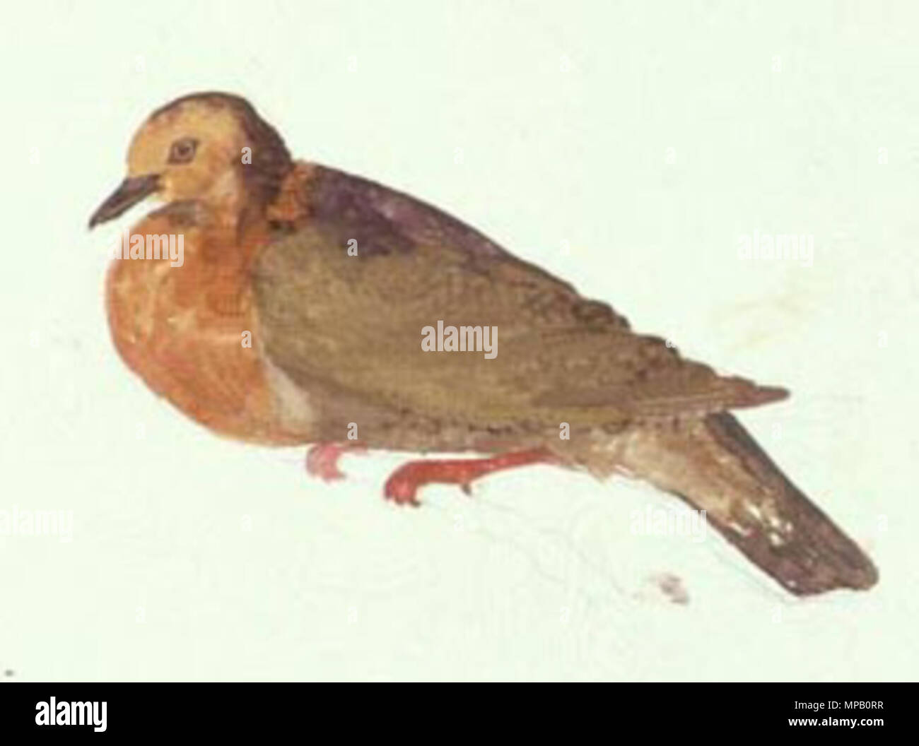 George forster drawing hi-res stock photography and images - Alamy