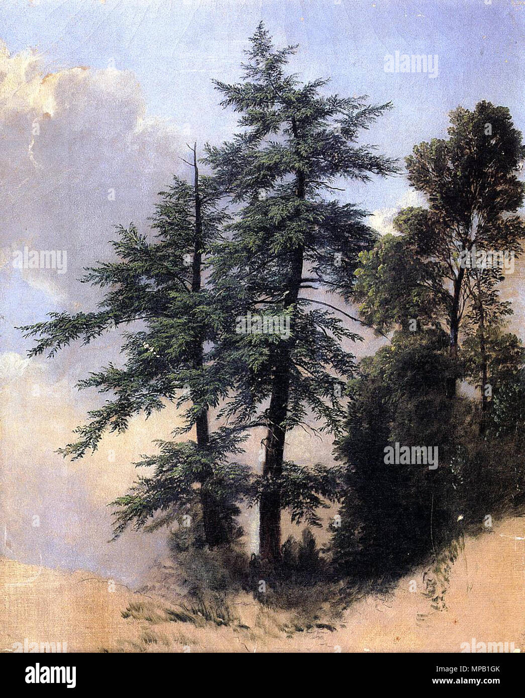 Detailed depiction of trees hi-res stock photography and images - Alamy