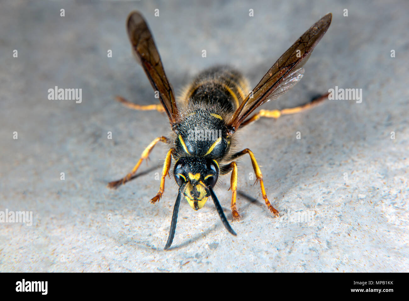 Bright warnings coloration on this common wasp Stock Photo - Alamy