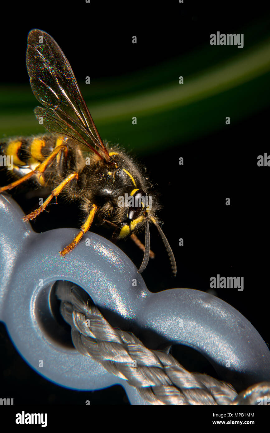 Bright warnings coloration on this common wasp Stock Photo - Alamy