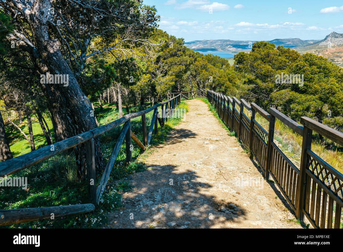 forest path leading through the green forest Stock Photo - Alamy