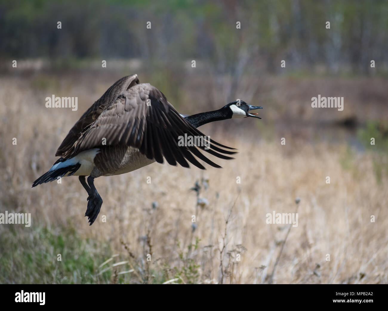 Goose observation hi-res stock photography and images - Alamy