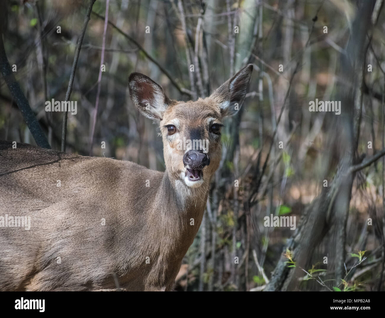 Deer in woods hi-res stock photography and images - Alamy