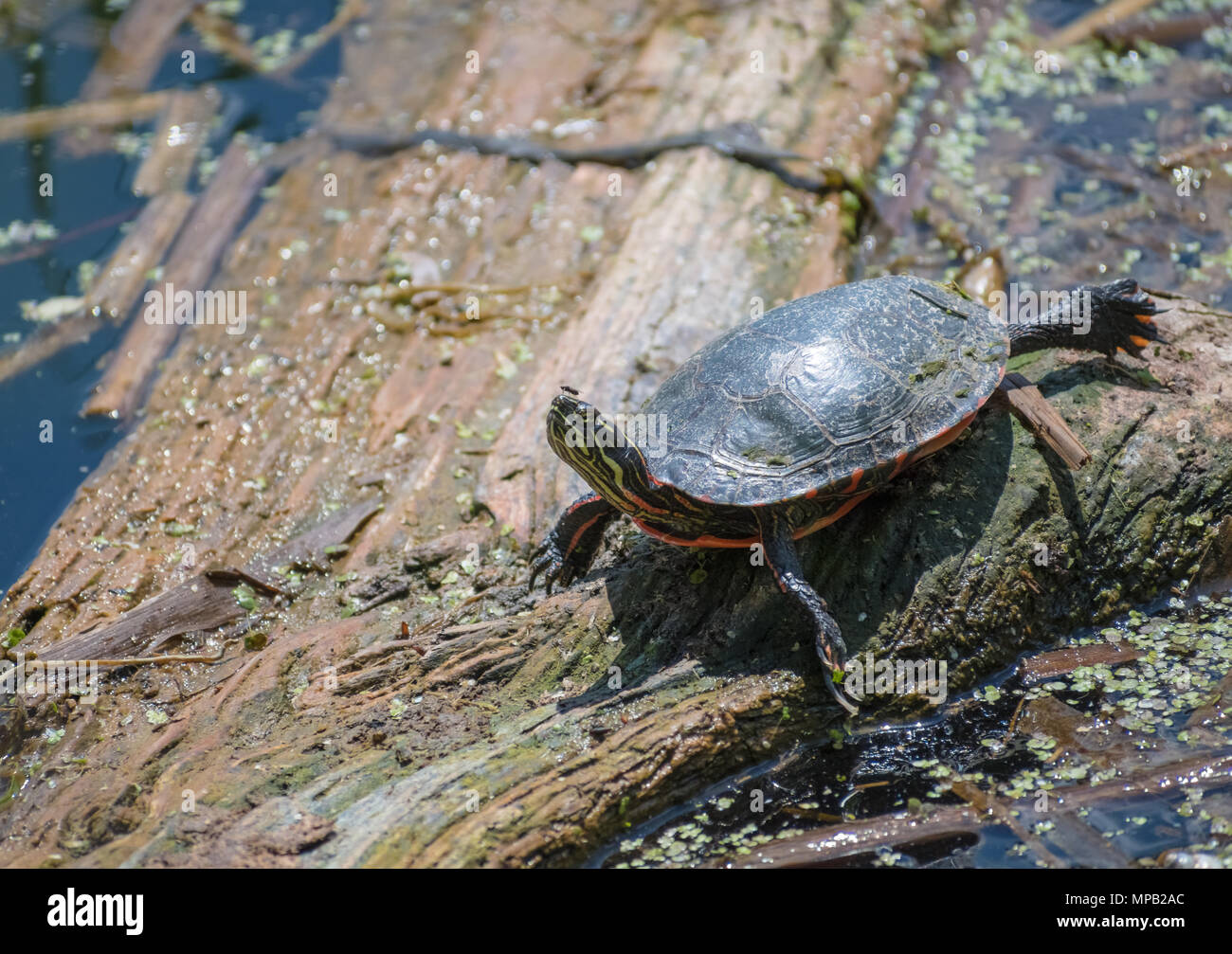 Painted turtle on log hi-res stock photography and images - Alamy