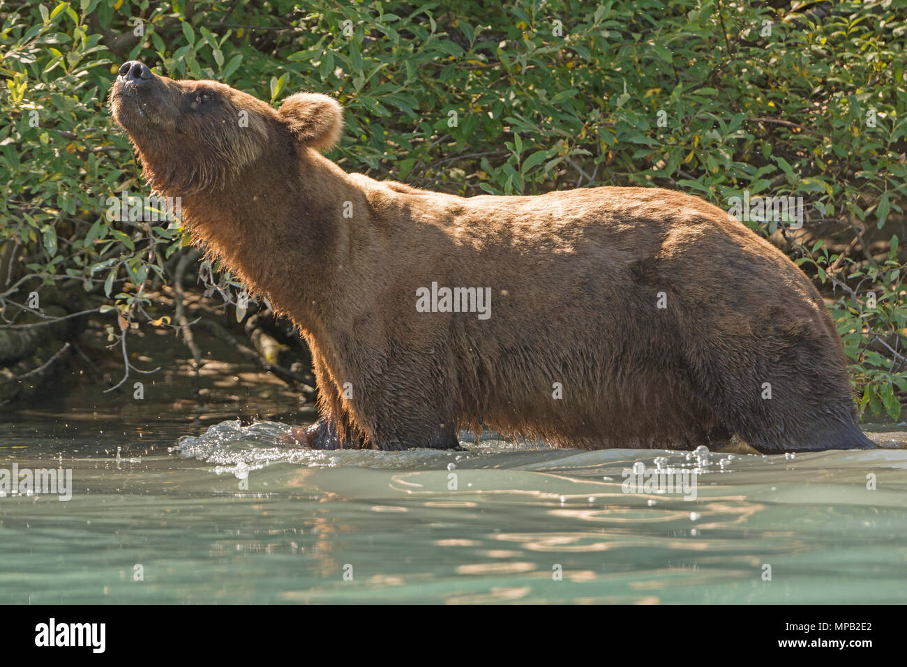 Grizzly Bear Sniffing the Air on the Shore of Crescent Lake in Lake ...