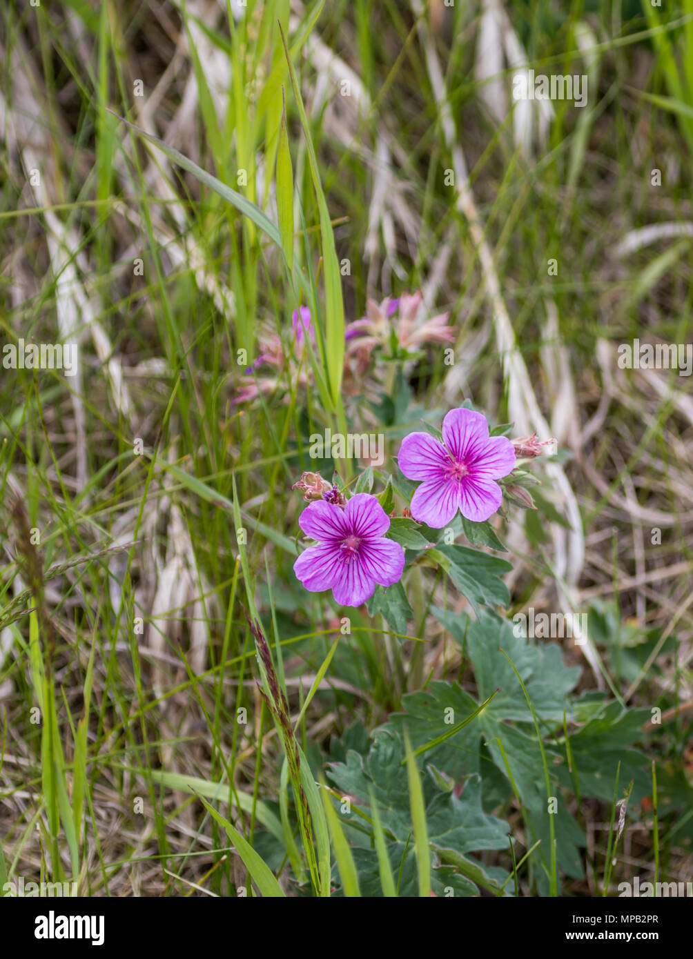Sticky geranium hi-res stock photography and images - Alamy