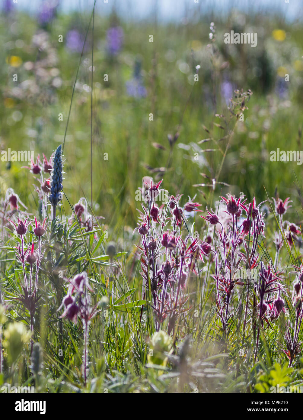 Three flowered avens hi-res stock photography and images - Alamy