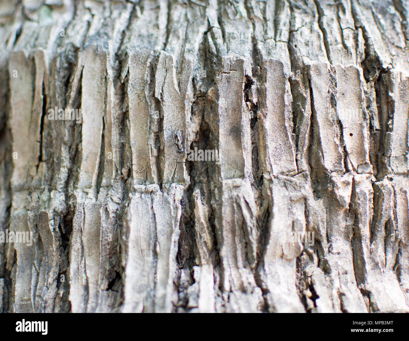 Coconut tree trunk hi-res stock photography and images - Alamy