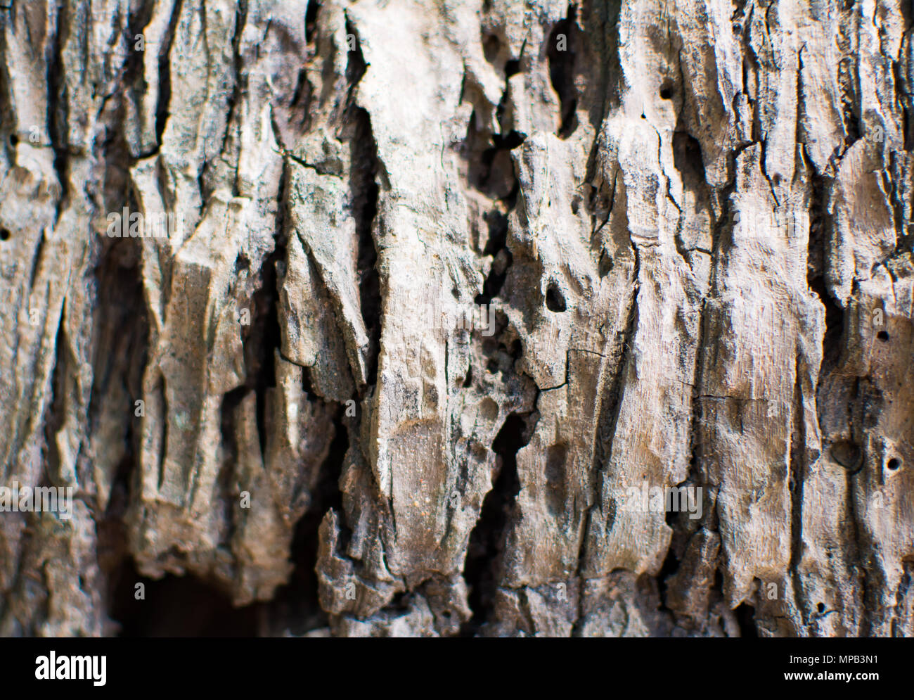 Coconut tree trunk hi-res stock photography and images - Alamy