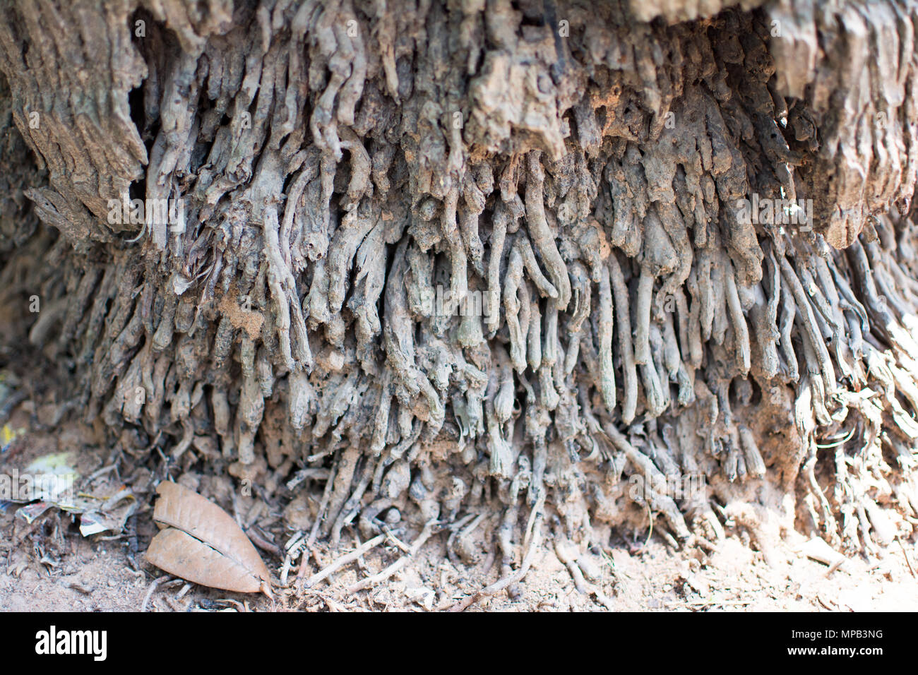 Root textured of Coconut tree or Cocos nucifera L. This is a root with ...