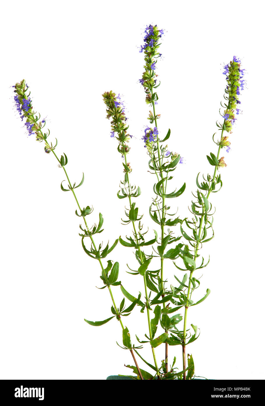 Kransblommiga vaxter hi-res stock photography and images - Alamy