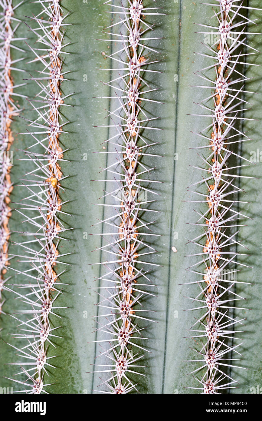 Cardon flowering hi-res stock photography and images - Alamy