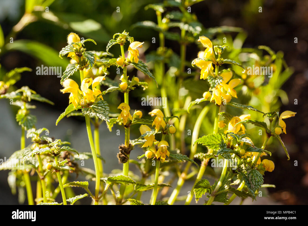 Yellow archangel, Gulplister (Lamium galeobdolon Stock Photo - Alamy
