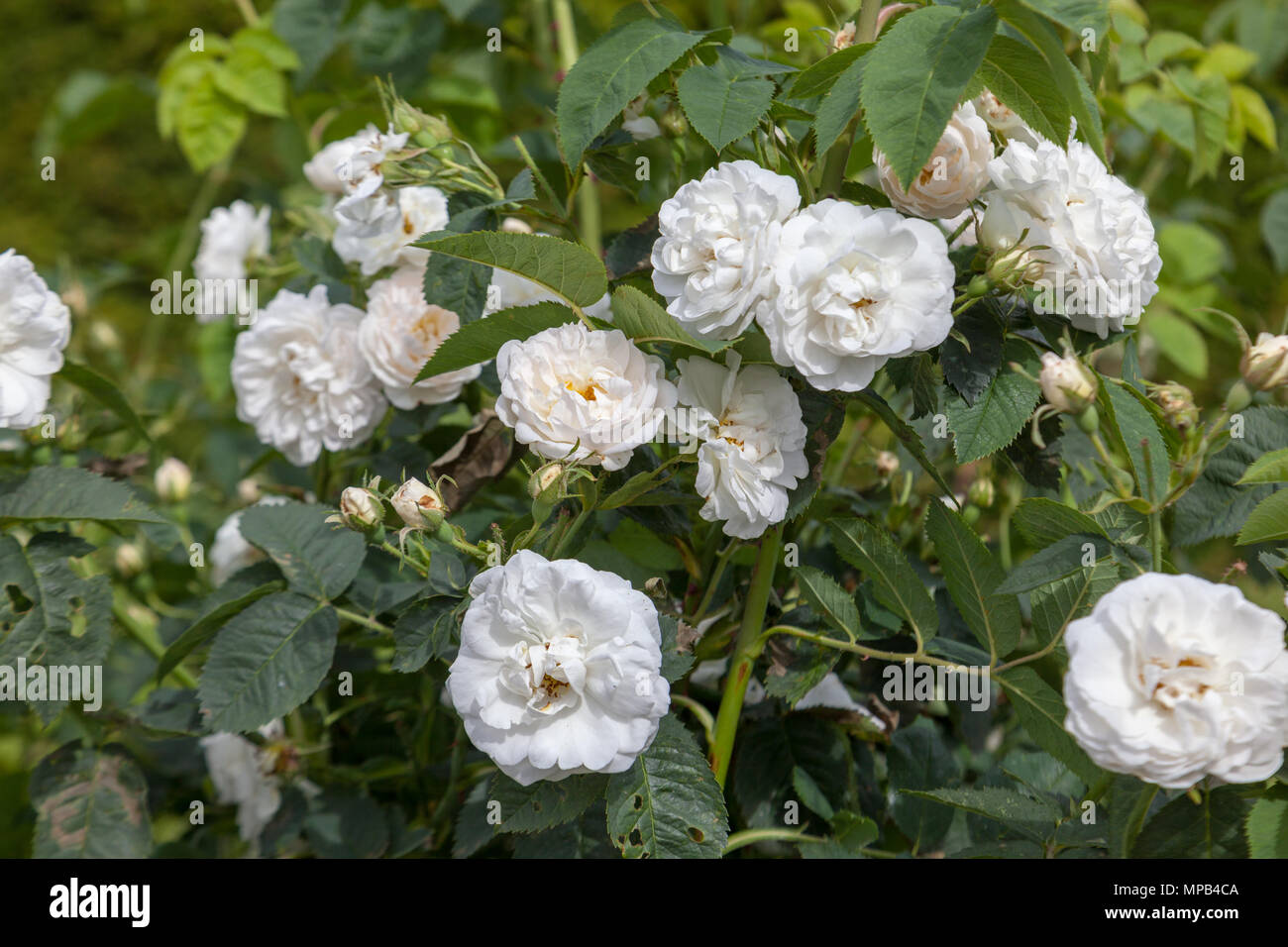 'Jacobite Rose, Maxima' Alba Rose, Jungfruros (Rosa Stock Photo - Alamy