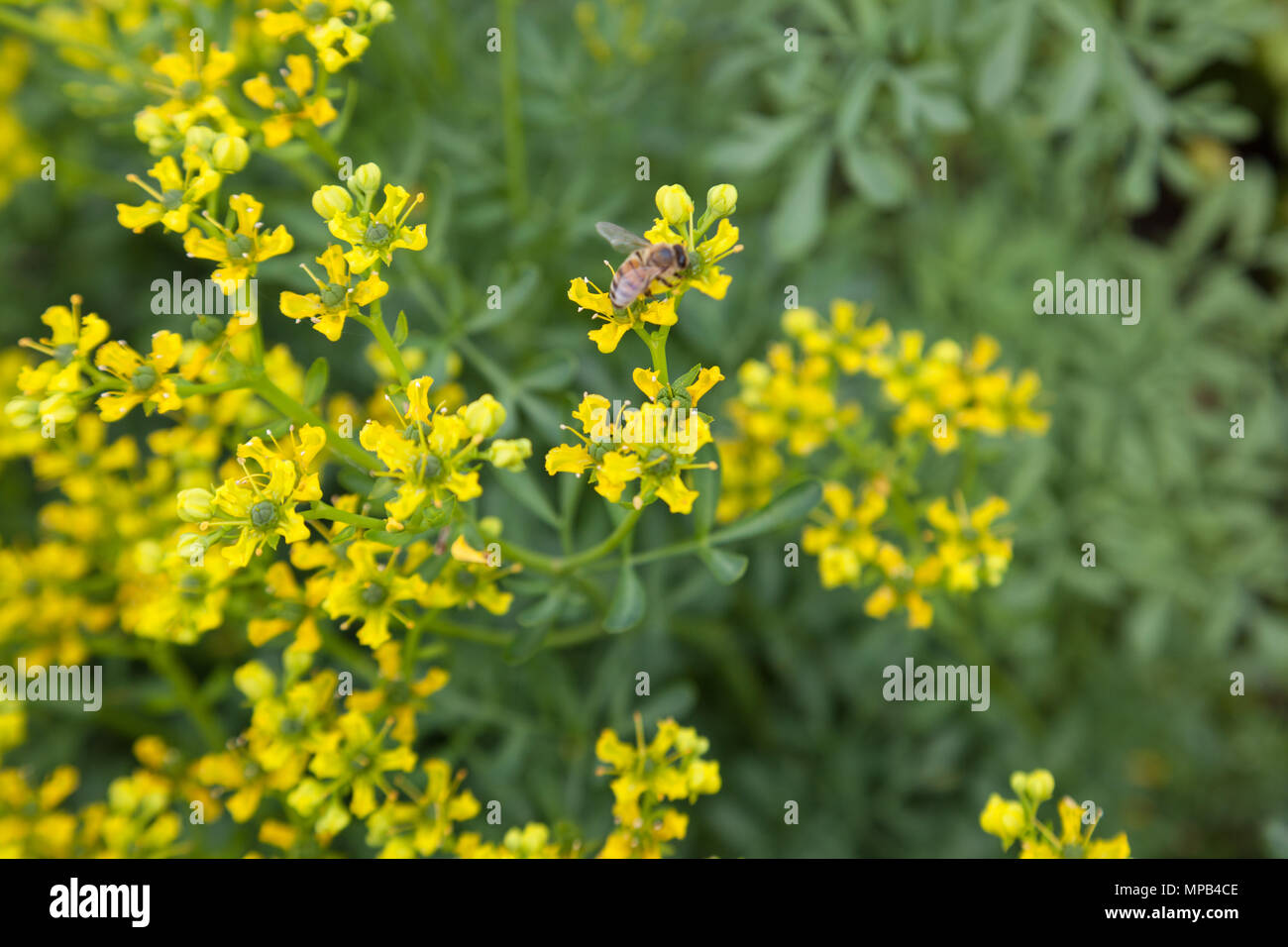 Common rue, Vinruta (Ruta graveolens Stock Photo - Alamy