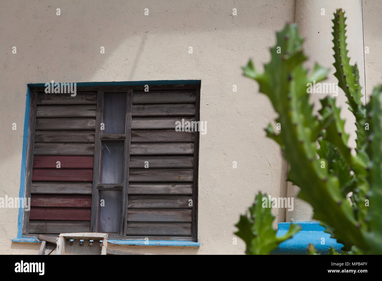 Cactus and wooden window in Havana Cuba Stock Photo - Alamy