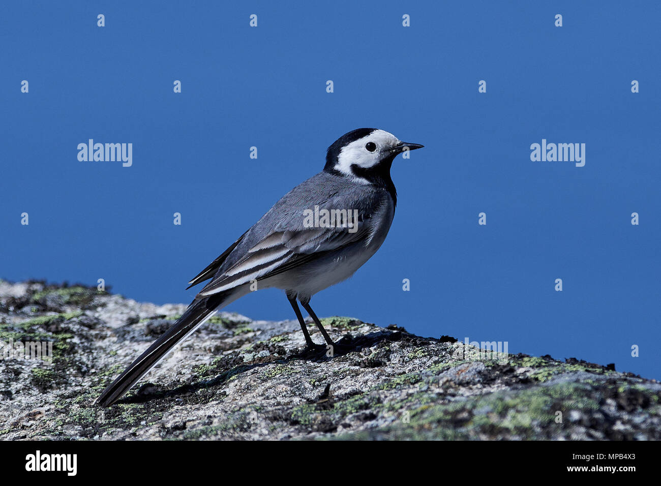 White wagtail in its natural habitat in Scandinavia Stock Photo - Alamy