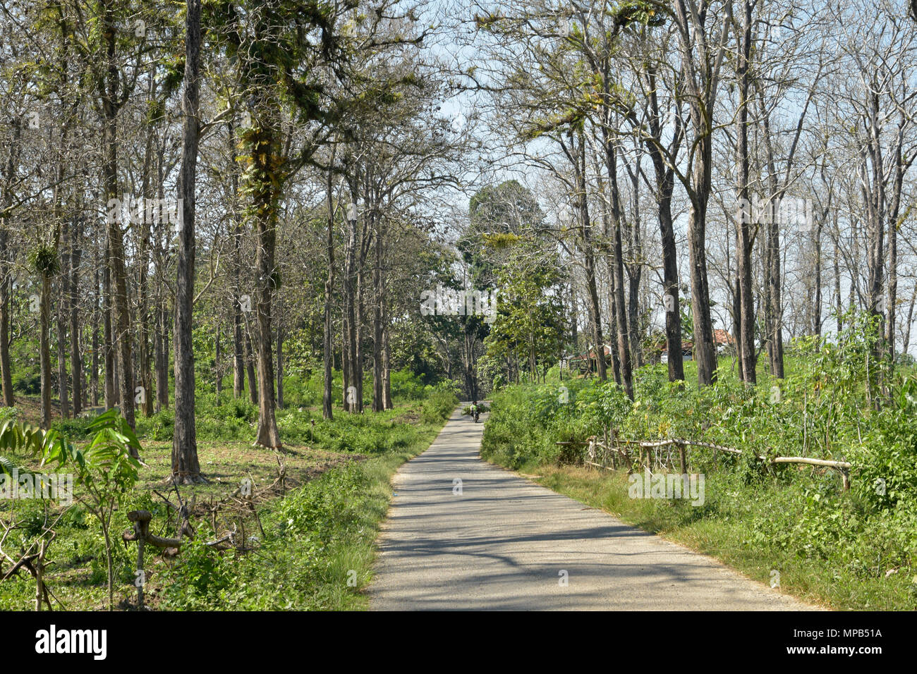 The Forest Road Stock Photo - Alamy