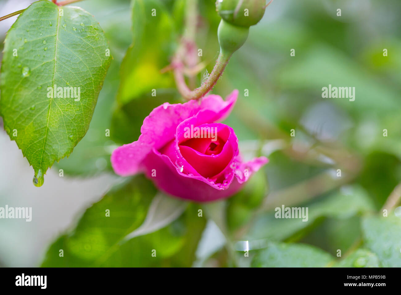 Pink Rose, beautiful nature background Stock Photo - Alamy