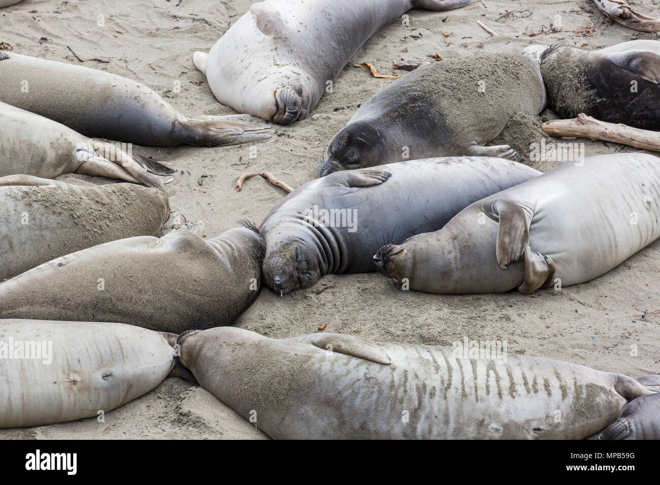 Sea elephants hi-res stock photography and images - Alamy