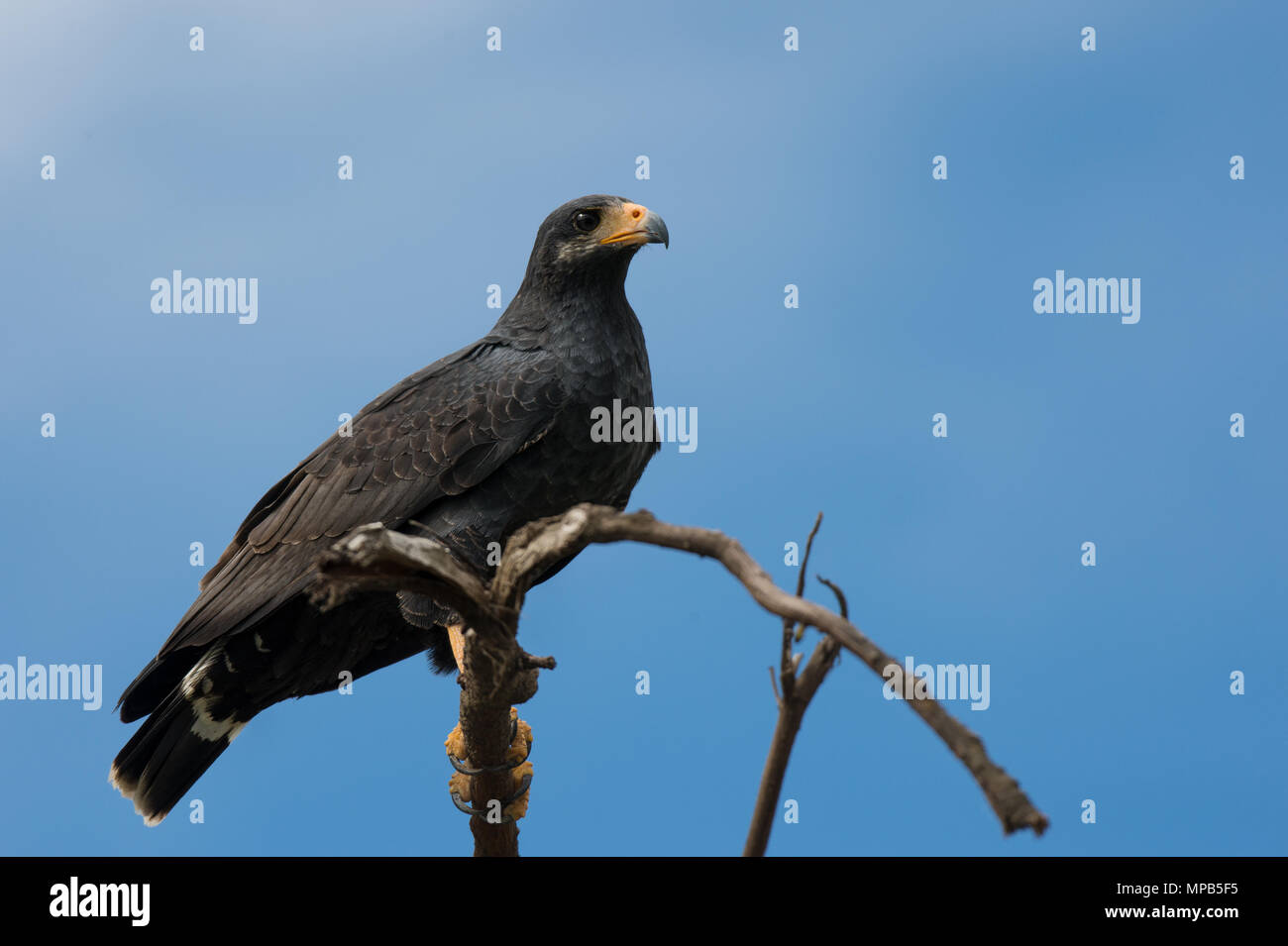 Common Black-Hawk, Buteogallus anthracinus, Accipitridae, Rio Tarcoles ...