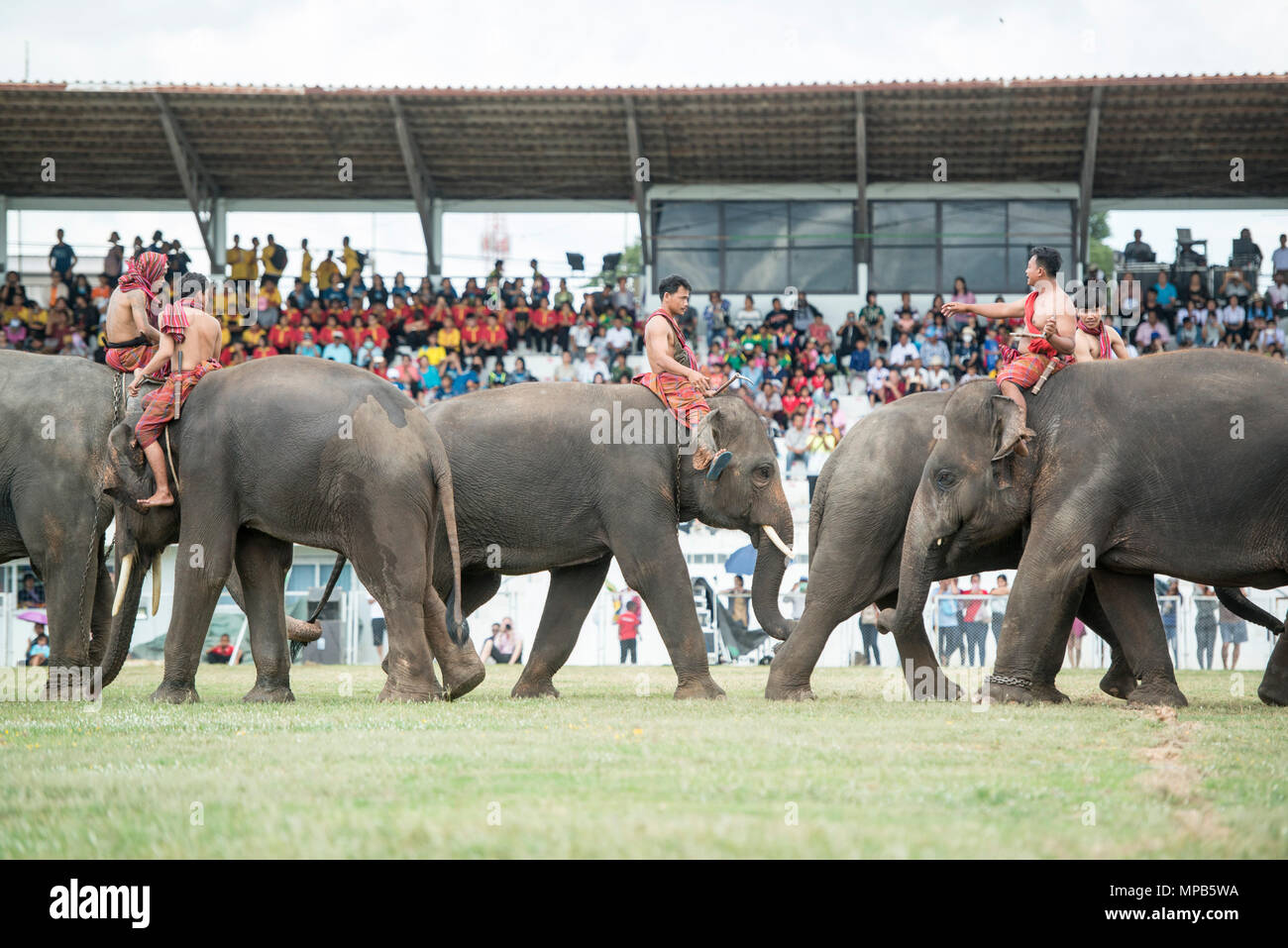 Elephants at the Elaphant Show in the Stadium at the traditional ...