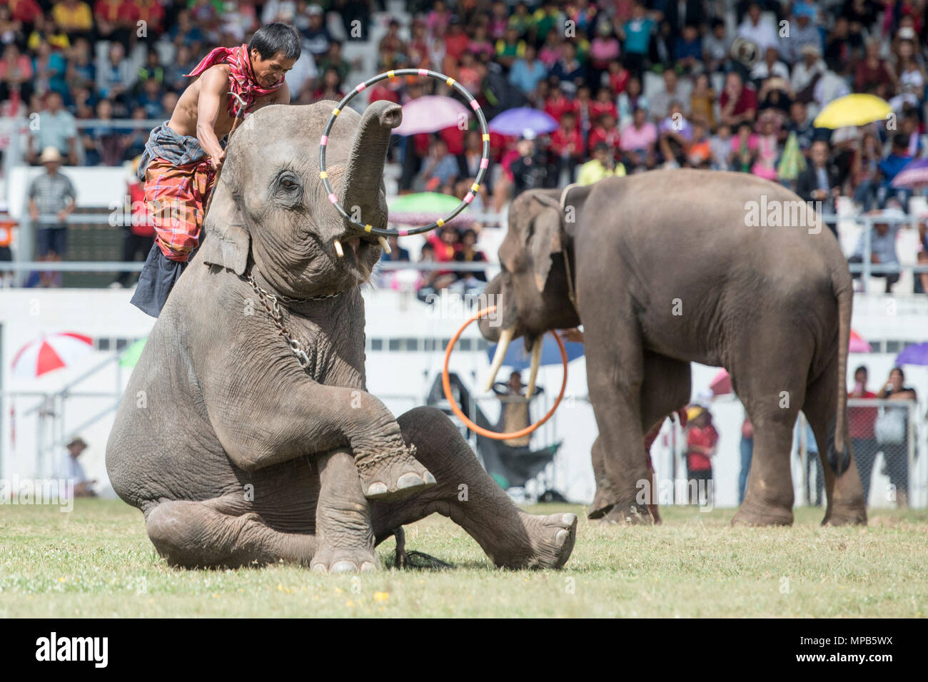 Elephants at the Elaphant Show in the Stadium at the traditional ...