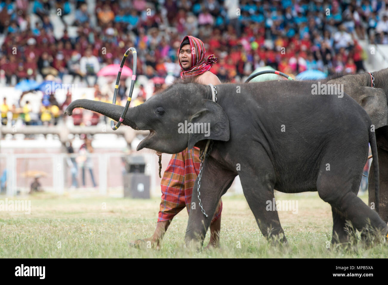 Elephants at the Elaphant Show in the Stadium at the traditional ...