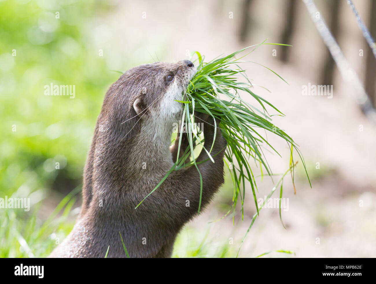 Small claw otter gathering nest material - Fresh green grass Stock ...