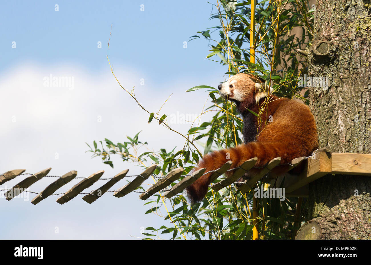 Red panda eating bamboo in a large tree Stock Photo - Alamy