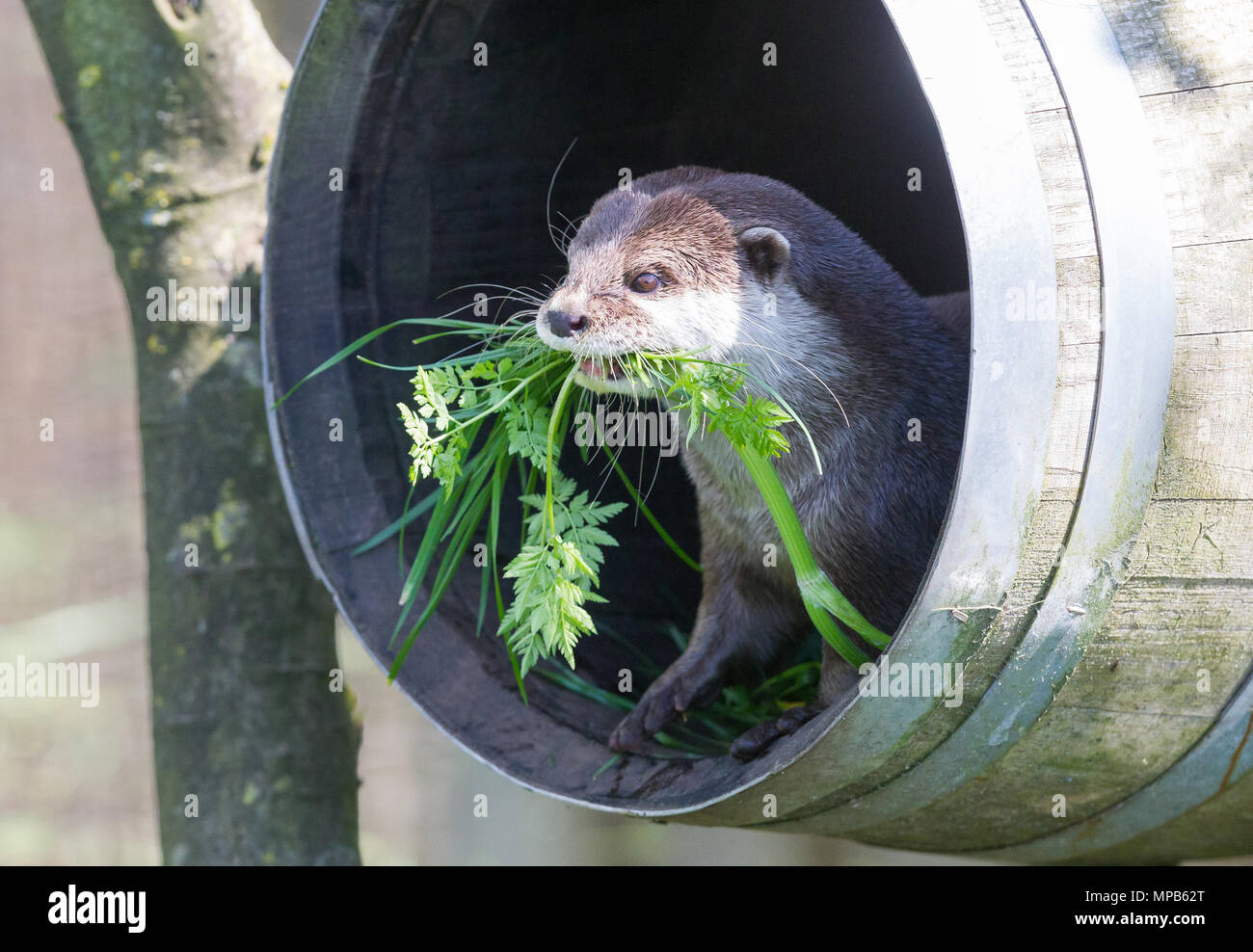 Small claw otter gathering nest material - Fresh green grass Stock ...