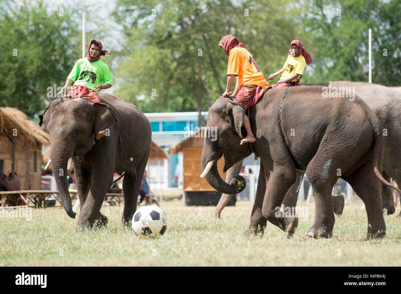Elephants play soccer at the Elaphant Show in the Stadium at the ...