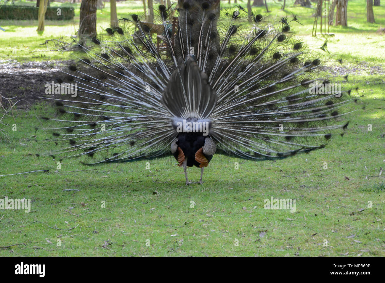 A large crested pheasant native to Asia.Beautiful peafowl is courting ...